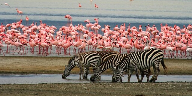 Lake Manyara Nationalpark - Abenteuer Tansania